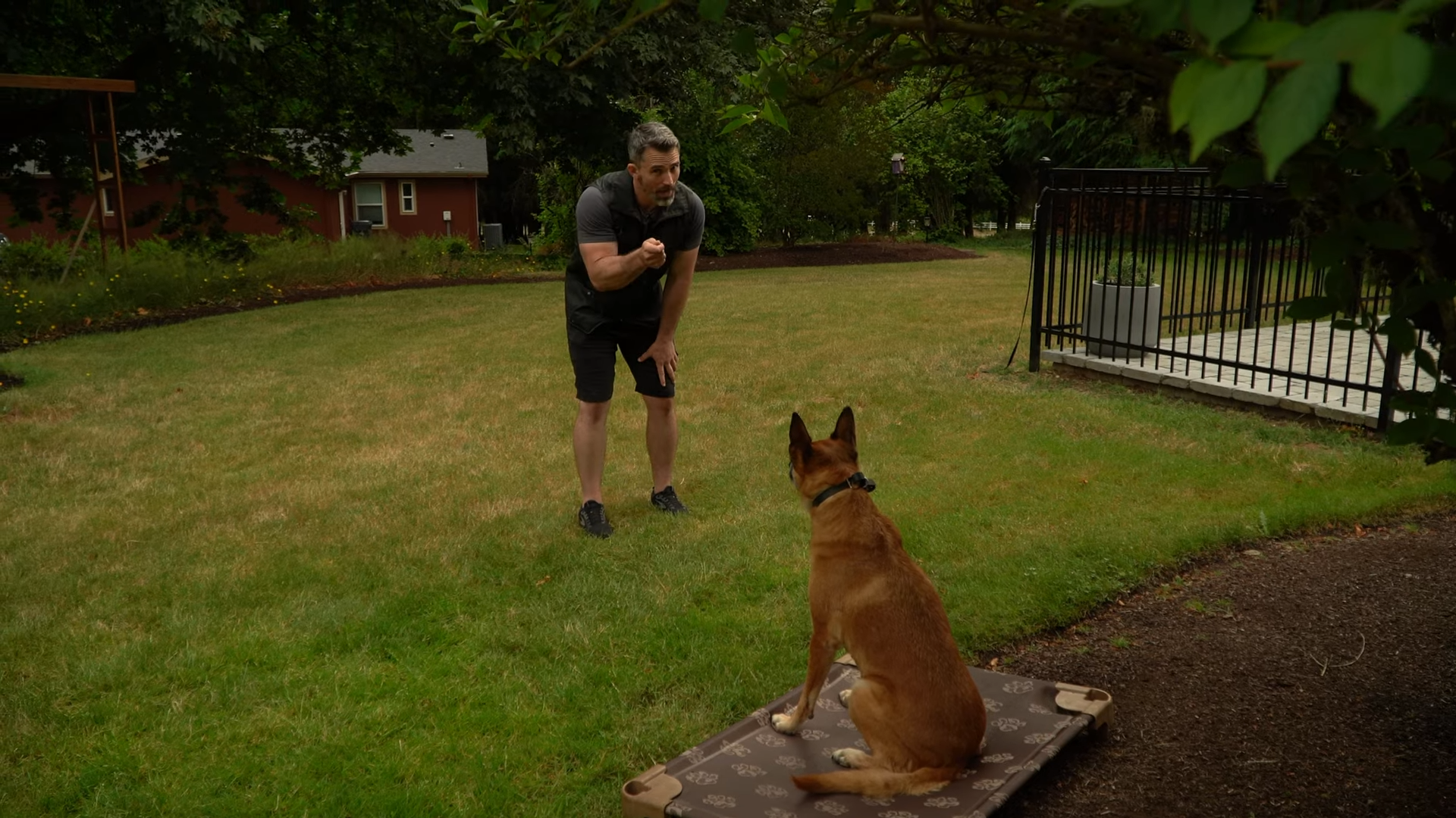 The truth about dog corrections is more controversial than most owners ...