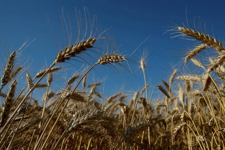 Συνδεδεμένες ενισχύσεις για σιτηρά: Στα 115 ευρώ/εκτ. το μαλακό σιτάρι ...