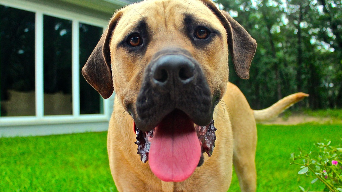What did your dog feel when he first saw you? Experts reveal what we know