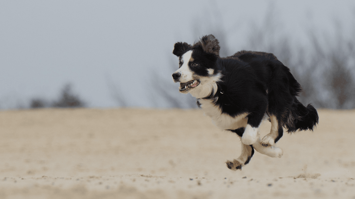 Veterinarians warn that 12 dog breeds that will make you think twice ...
