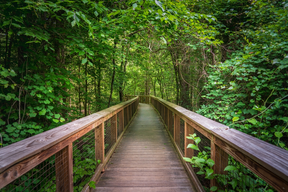 The largest old-growth forest in the Southeast is free, wild, and close ...