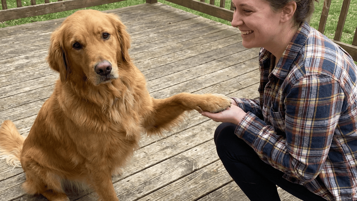 When your dog puts its paw on you, this is what it's trying to tell you ...
