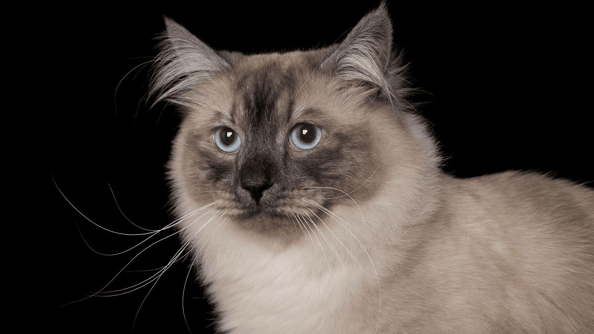 Cats choose their humans, not the other way around, and here's the evidence