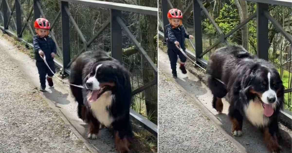 Bernese mountain dog adorably leads little boy during walk