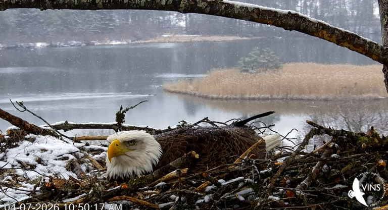 Watch: Vermont eagle pair waiting for egg to hatch