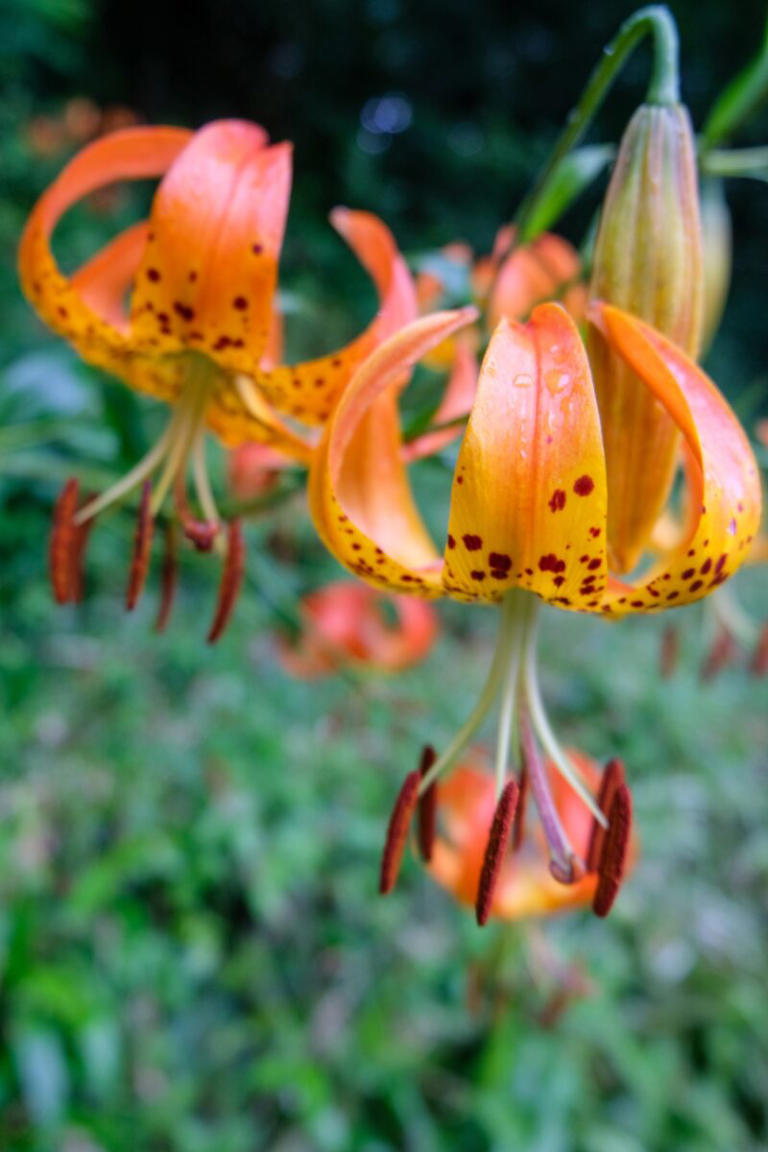 Spring wildflower pilgrimage 2026: Spring in the Smokies