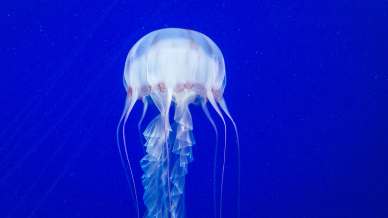 The most dangerous creatures you're likely to encounter on a beach vacation