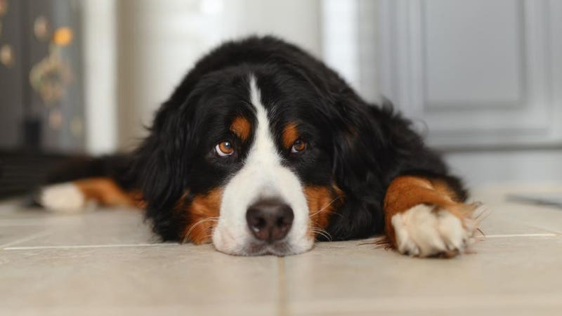 What is fluoxetine for dogs, and what is it used for?