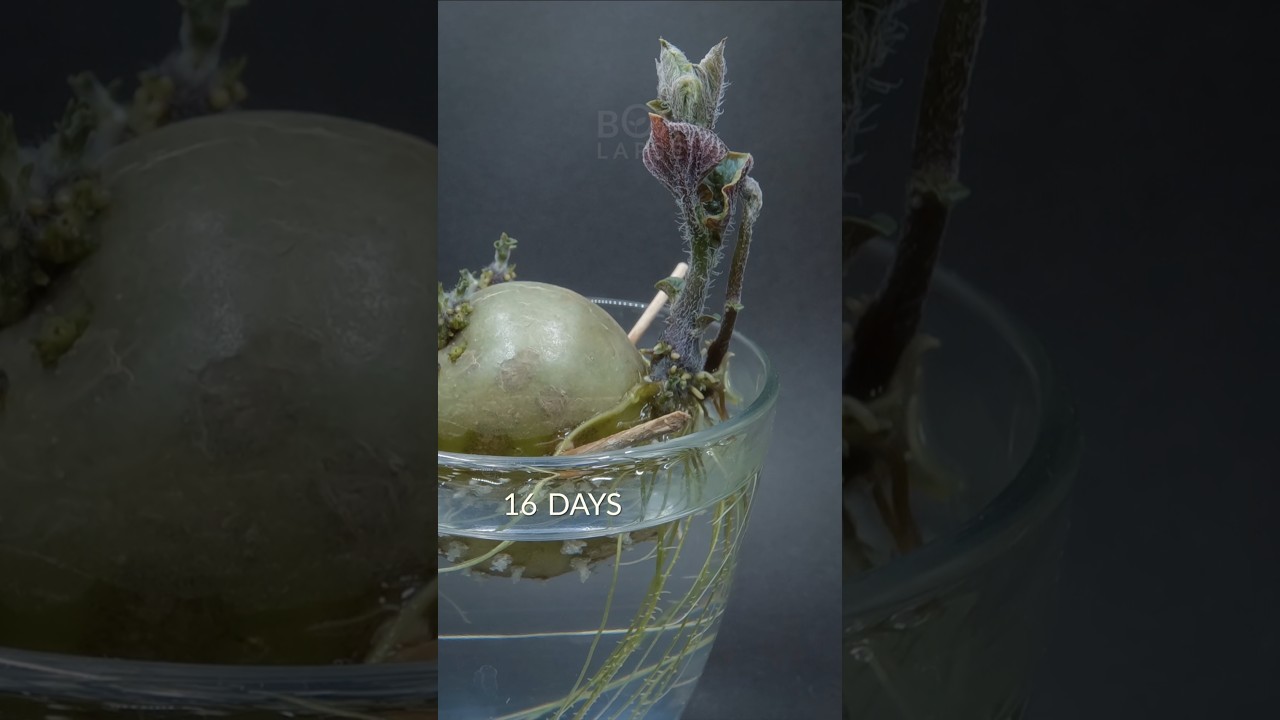 Potato in water