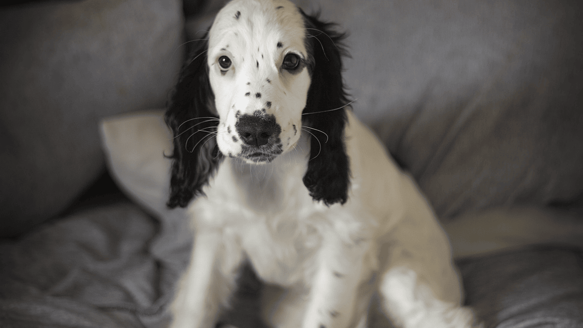 6 things you do every day that could unknowingly make your dog sick