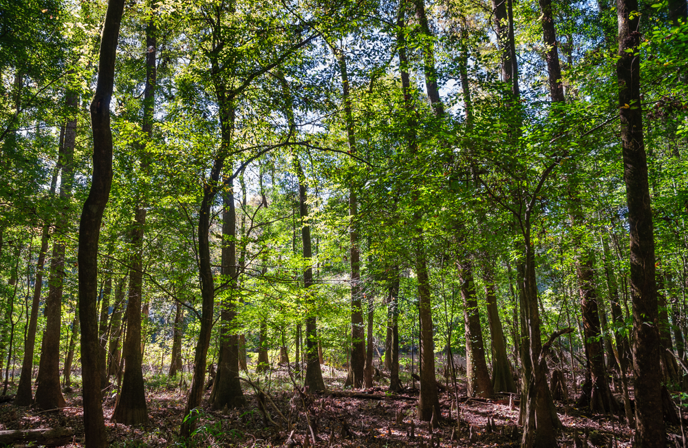 The largest old-growth forest in the Southeast is free, wild, and close ...