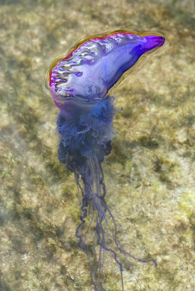 Portuguese man o' war warnings issued in Myrtle Beach after strong ...