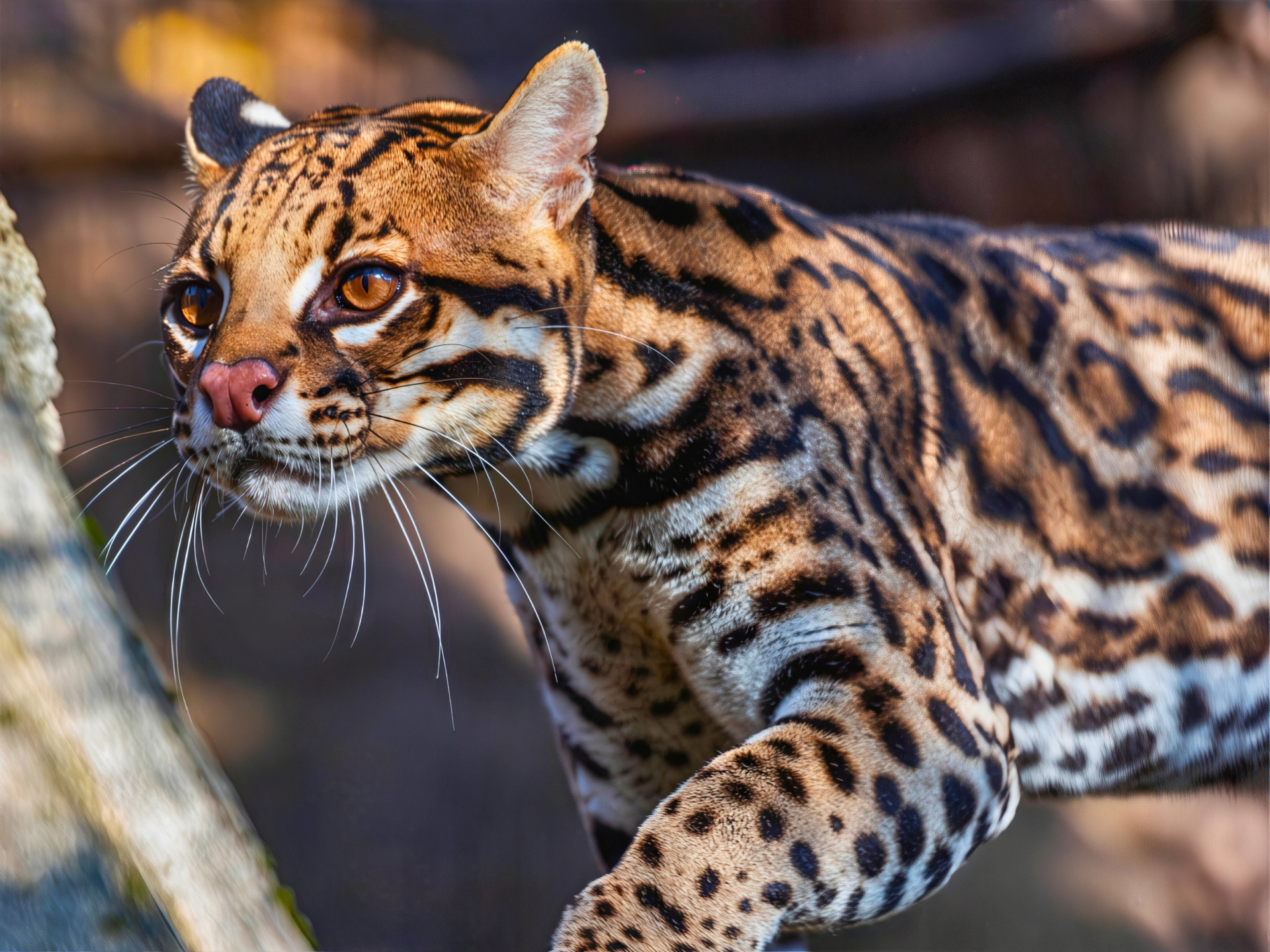Wildlife with the most beautiful and unique coats