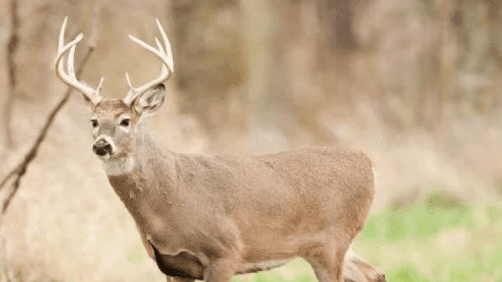 Department of Conservation asks for input on changes for non-resident ...