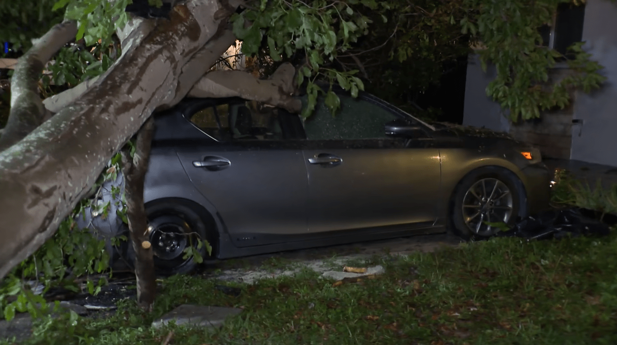 Árboles caídos, estructuras dañadas y sin luz: tormentas causan ...