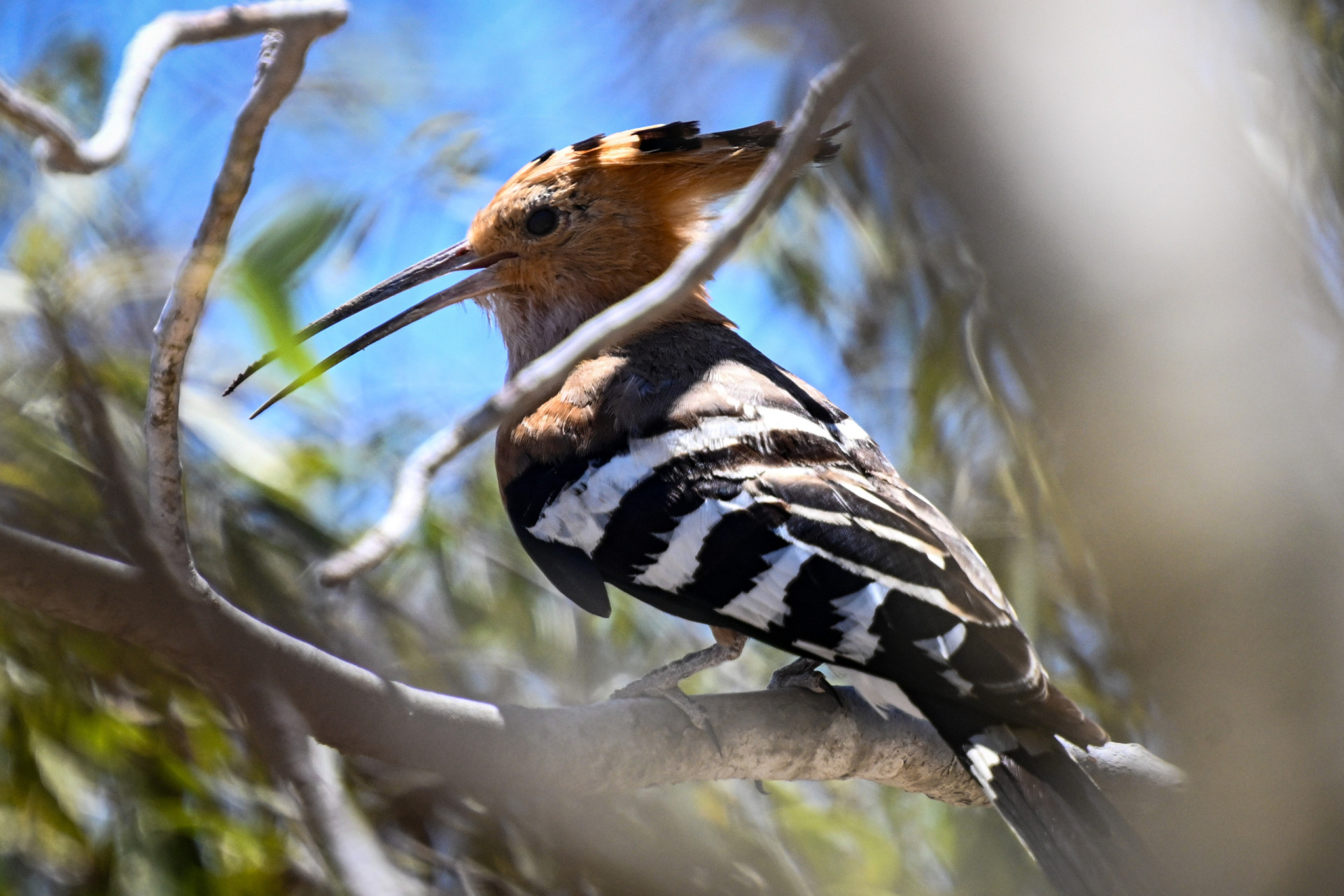 Flights of fancy: the most colorful and exotic birds on the planet
