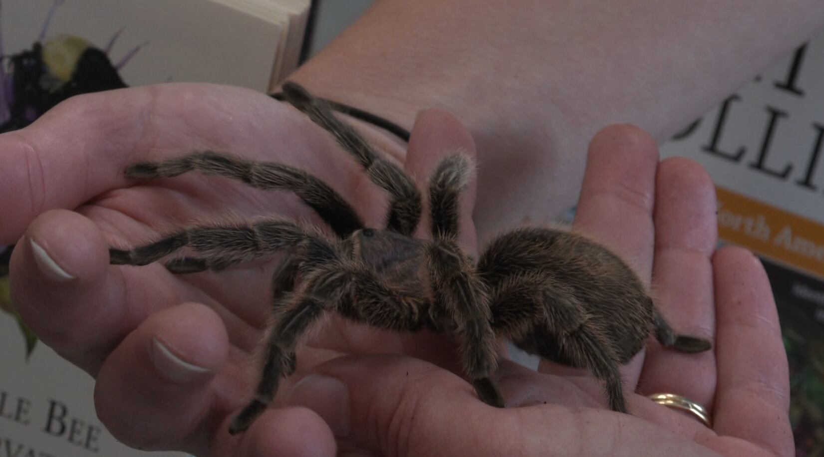 The buzz about bugs: Eureka Museum’s Insect Week celebrates tiny creatures