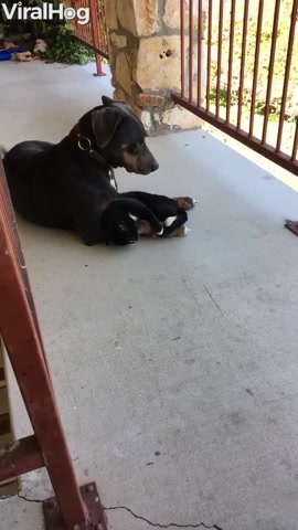 Cat surprises dog with a gentle gesture