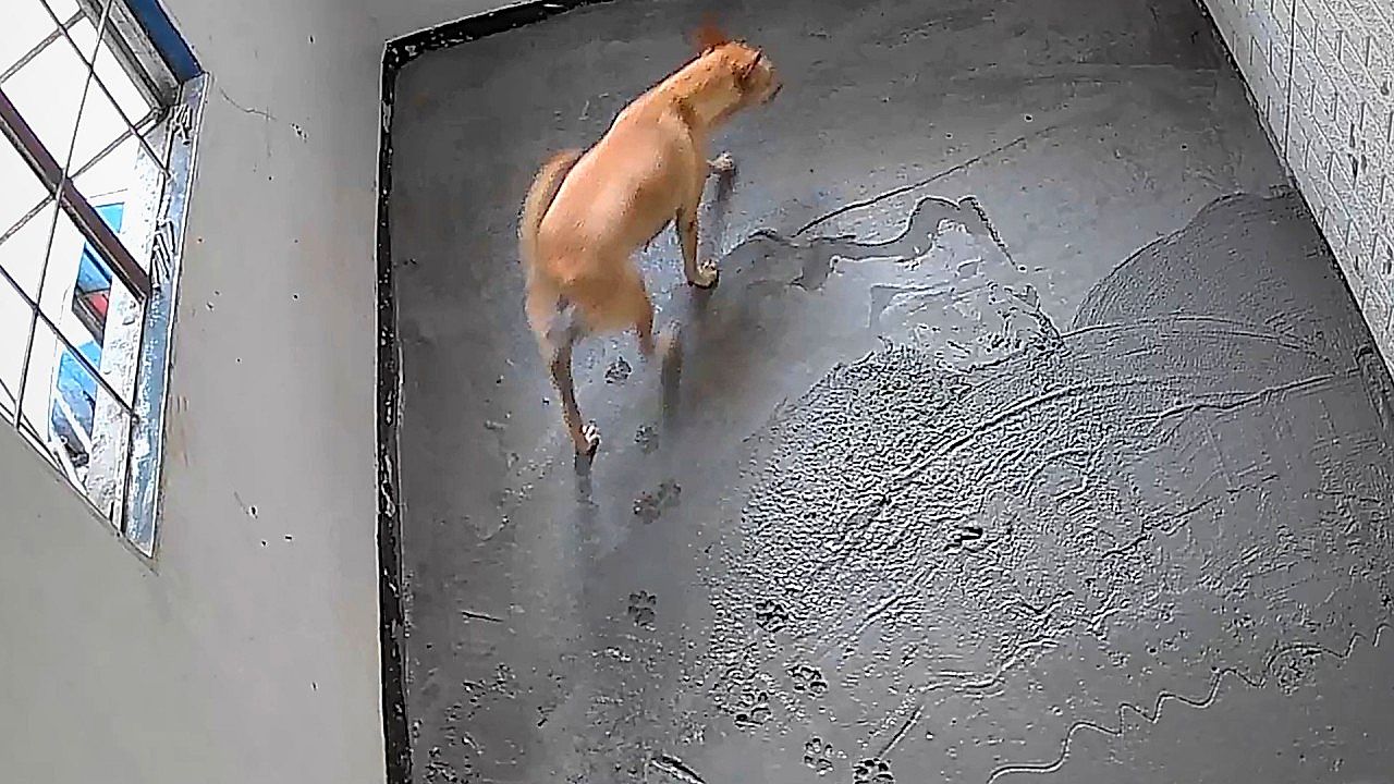 A new walk of fame! Dog leaves permanent mark on freshly poured concrete