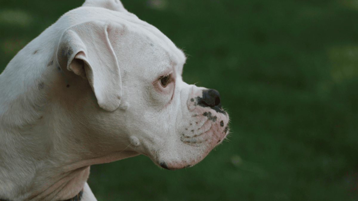 13 dog breeds that will be by your side through thick and thin