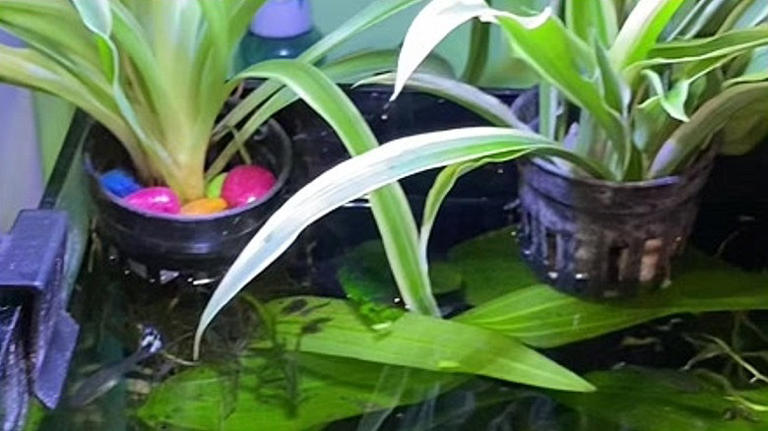 No extra room, no problem: How to propagate spider plants in an aquarium