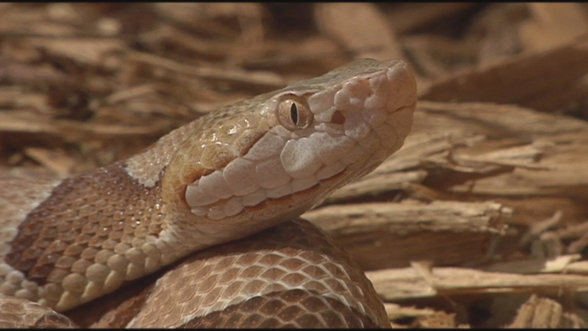 Medical Center warns that snakebite season has arrived