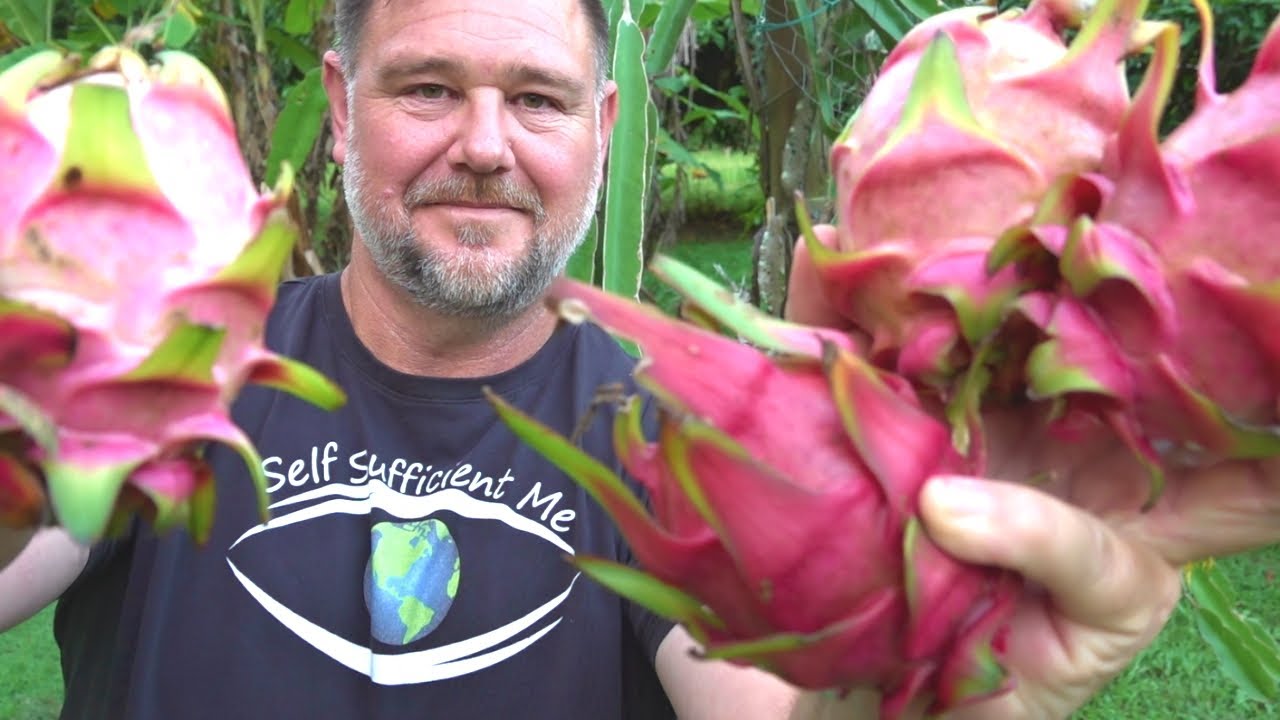 8 expert tips to boost dragon fruit harvests | Grow more pitaya with ...