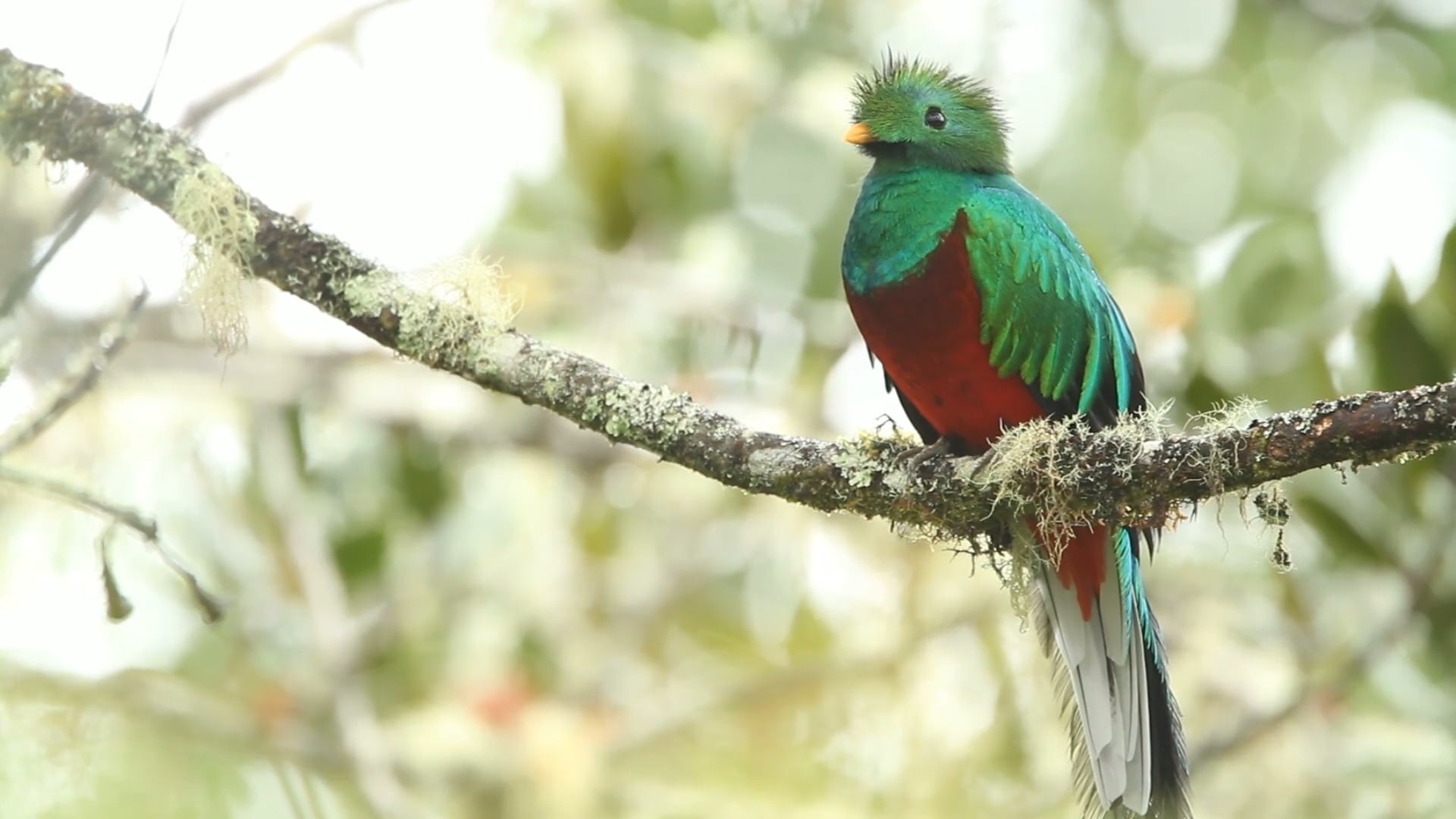 The quetzal: Close up views of Guatemala's beautiful national bird ...