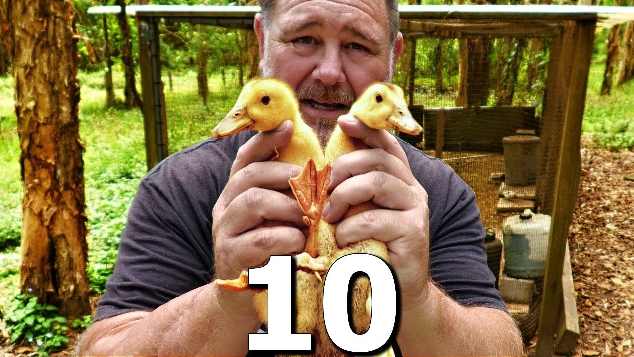 10 reasons I’m done with ducks: Why I’m switching to chickens on the ...