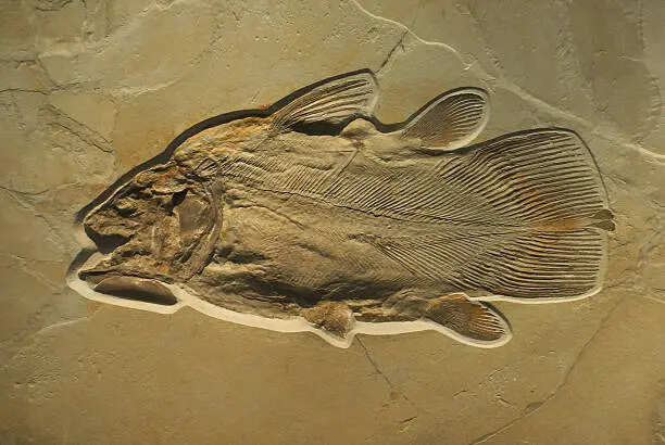 What killed this ancient fish? A 150-million-year-old fossil reveals a ...
