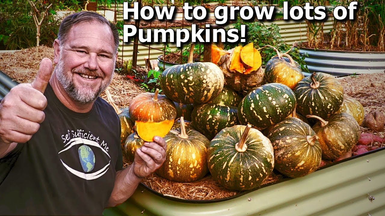 5 pro tips for growing a bumper crop of pumpkins | Self Sufficient Me