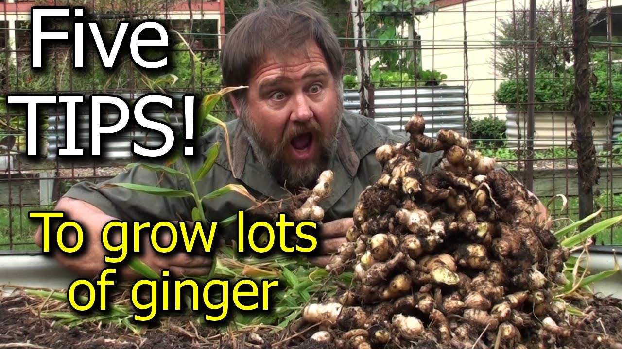 5 essential tips to grow loads of ginger at home | Self Sufficient Me