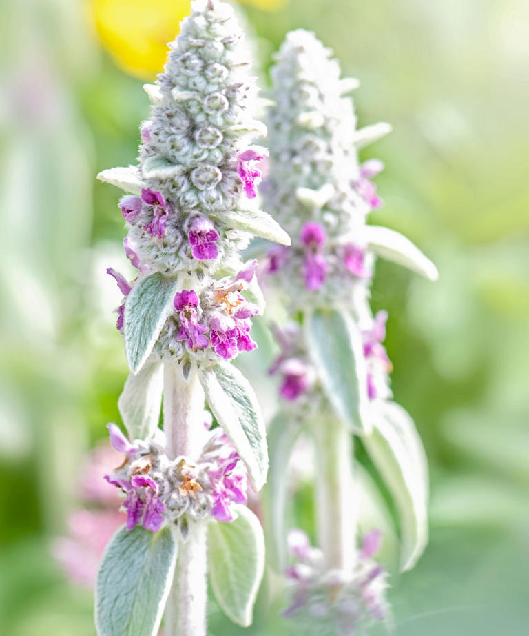 Emotional gardening is trending – 7 plants that boost mood and mindfulness