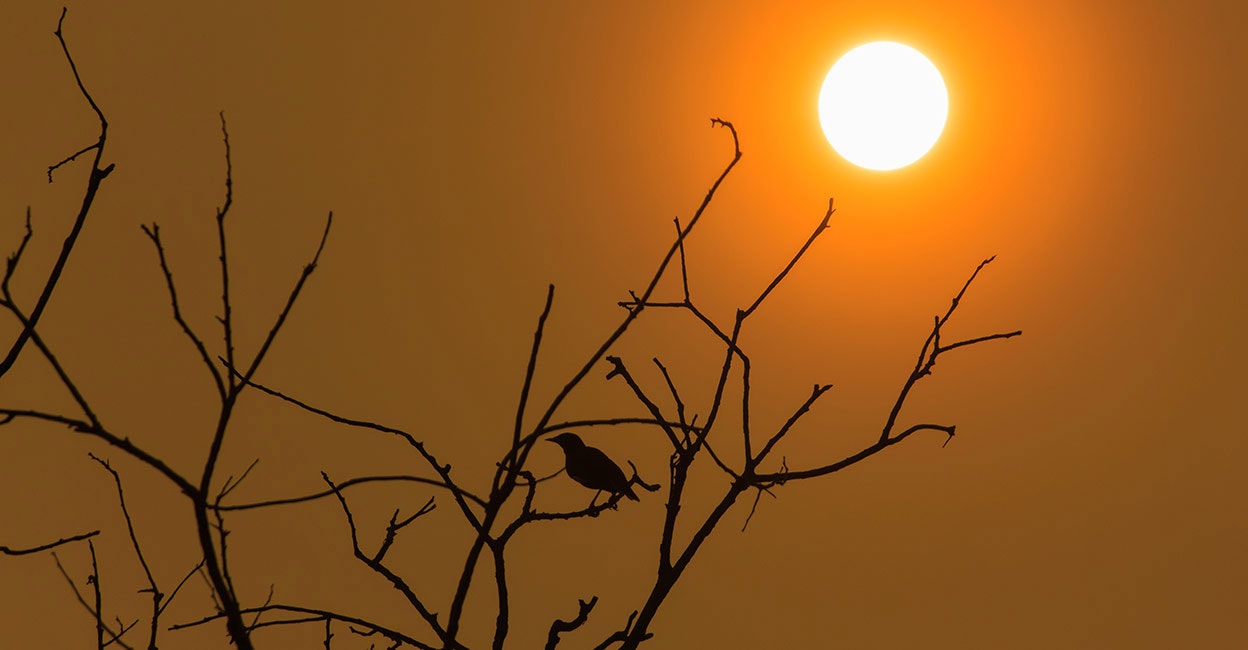 IMD issues yellow alert for hot, humid weather in Kerala till April 9