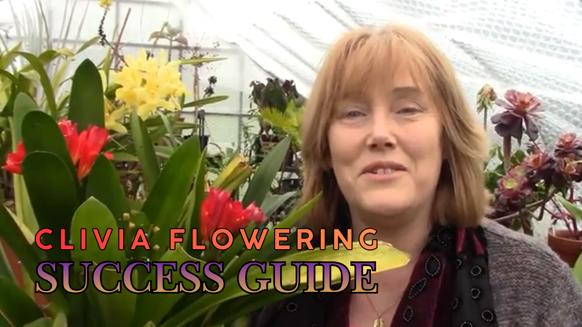 Reflowering clivia: Easy care tips for healthy plants