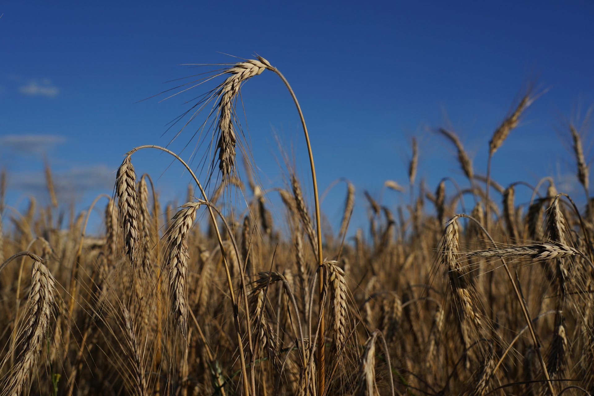 The wheat discovery that might change everything