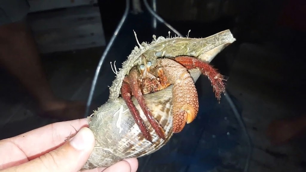 They thought the crab was secured until it moved