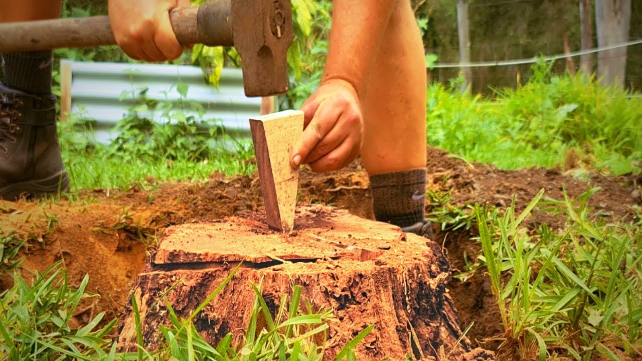 DIY tree stump removal: Easy manual method using wedges & hand tools