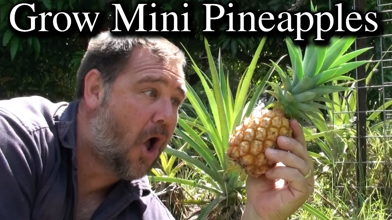 How to grow sweet mini pineapples at home: Easy pineapple planting guide!