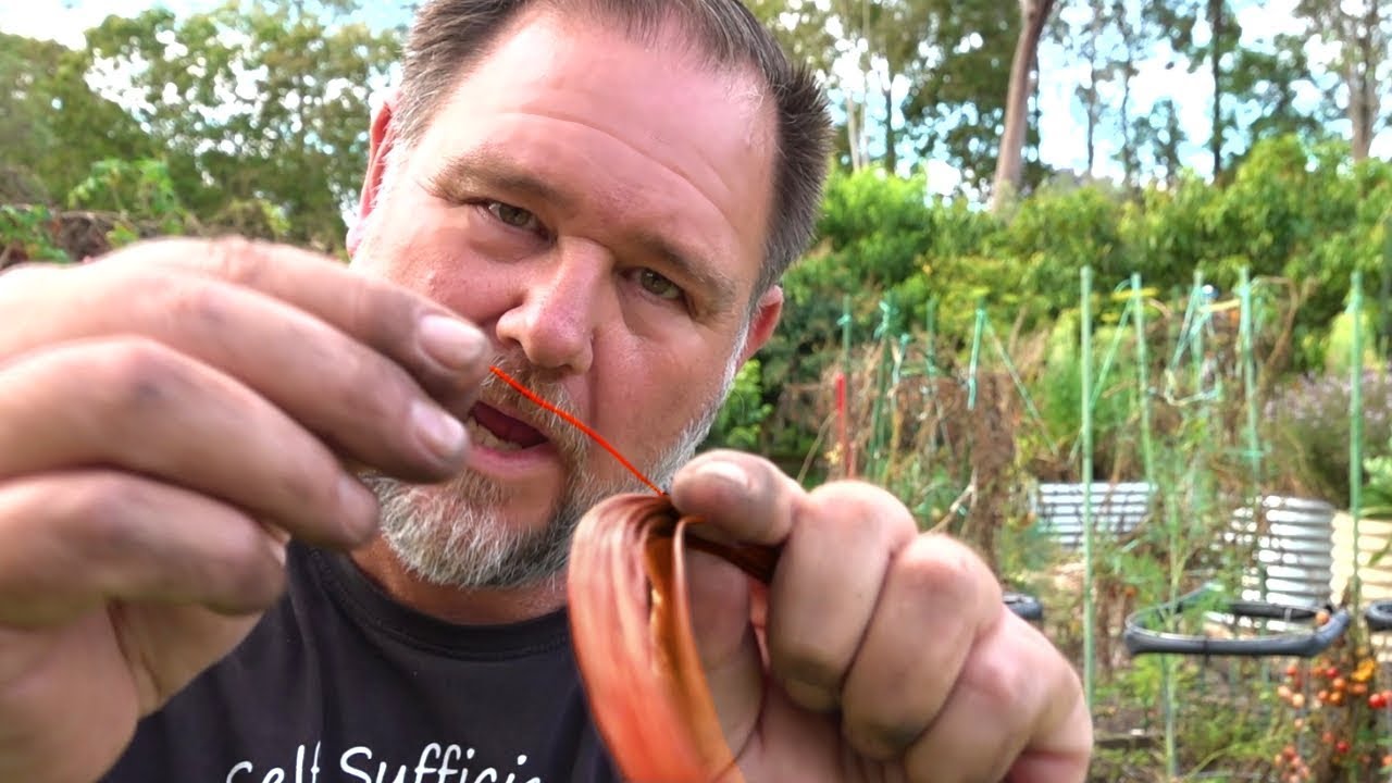 Copper wire in tomato stems: Gardening hack put to the test!