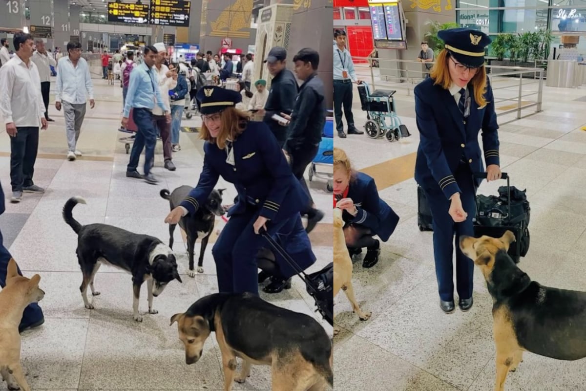 30 dog bite cases or unfair removal? Delhi Airport’s dog row takes over ...