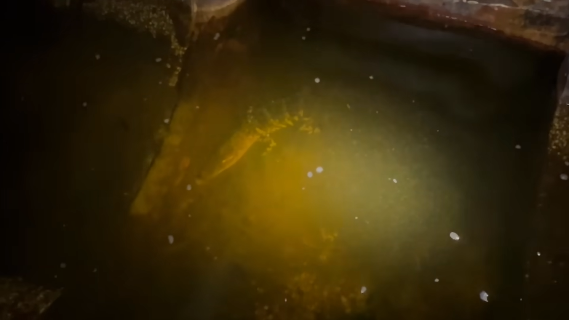 They thought it was safe to step in until the gator appeared