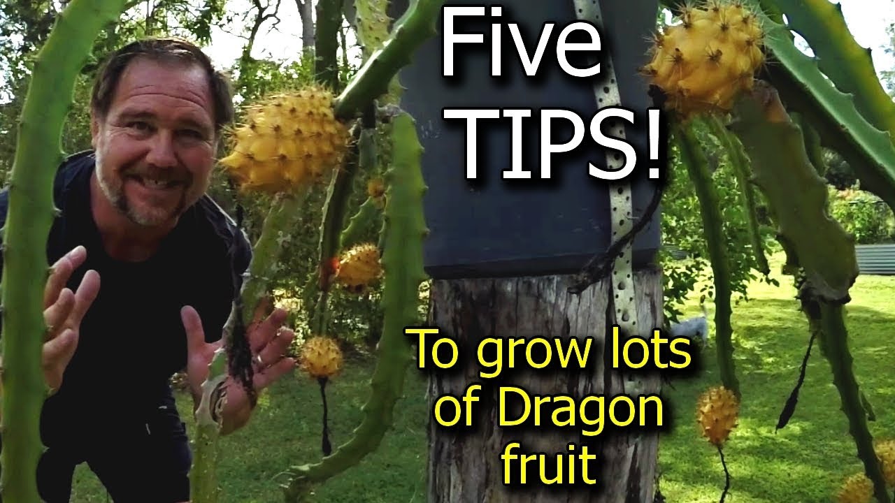 Grow a ton of dragon fruit in one pot: Mark’s top 5 hanging method tips!