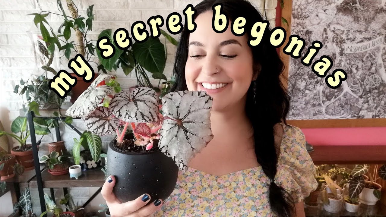 Begonia varieties at home and essential care tips
