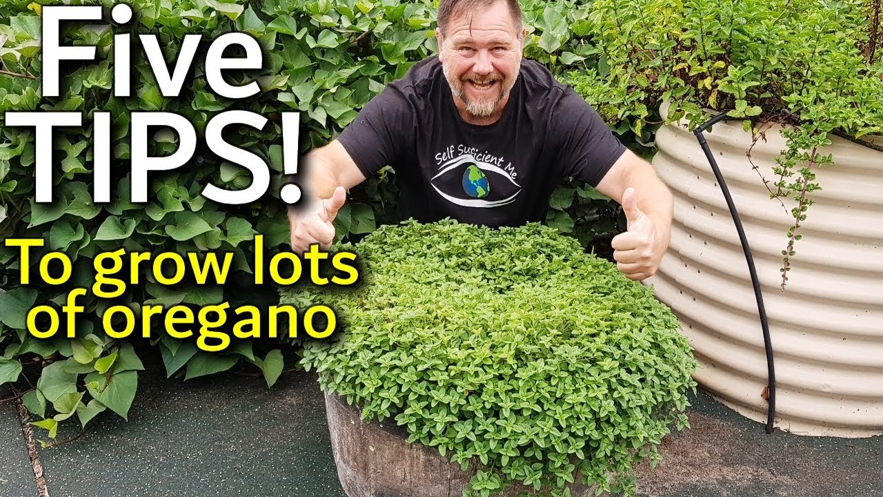 5 essential tips for growing bountiful oregano in containers | Self ...