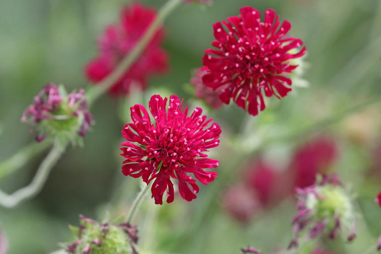 Bis in den Herbst: Diese Dauerblüher-Stauden verwandeln deinen Garten ...