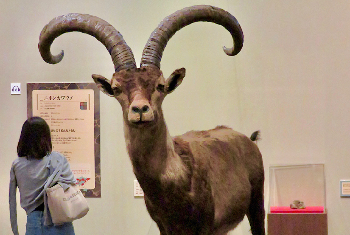 10 lost animals that prove nature doesn't play favorites