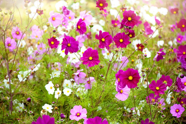 Plant these 8 fast-growing flowers now for a bright garden in weeks ...