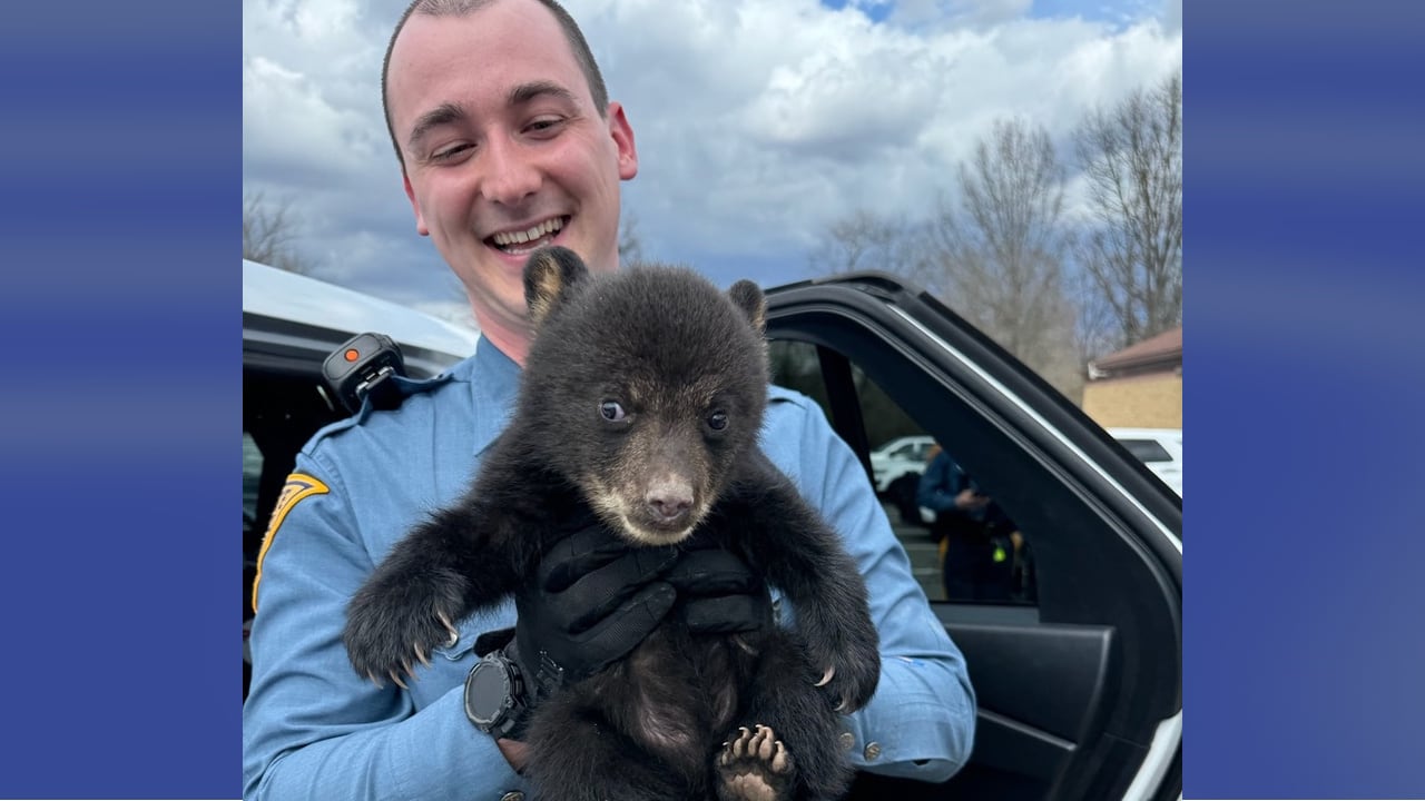 State troopers rescue bear cub abandoned on interstate