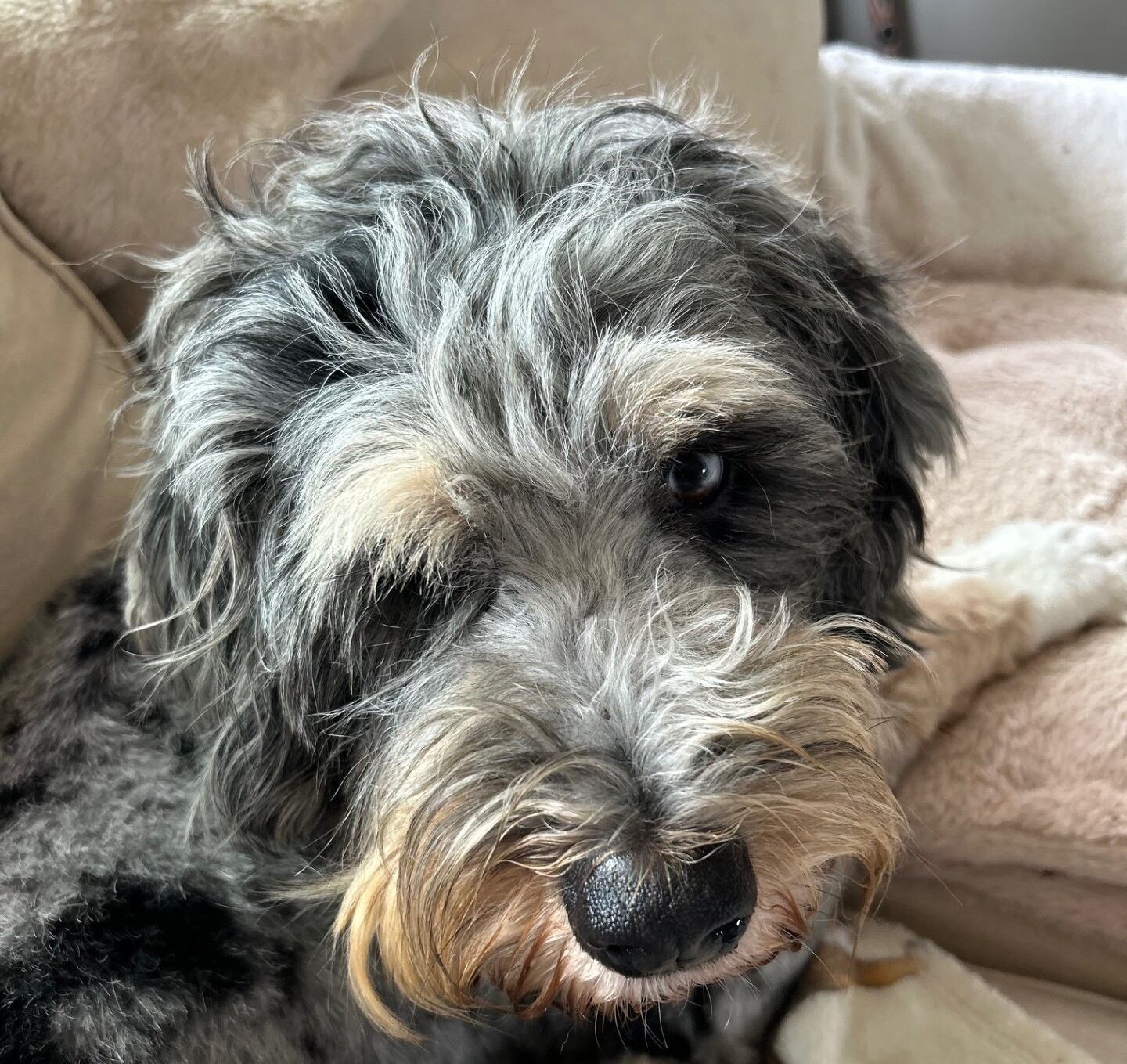 Update: Noodle, ABC7’s pet of the week reported missing after adoption ...